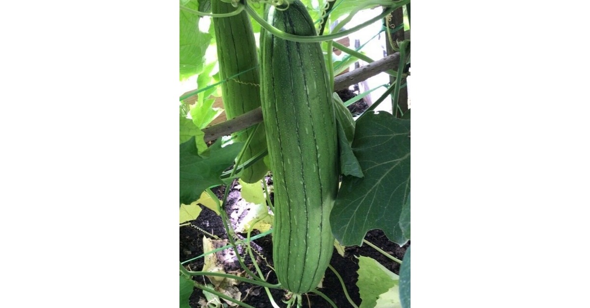 Schwammgurke „Luffa-Gurke“ ️️ BIO-Freilandgurke (samenfest)
