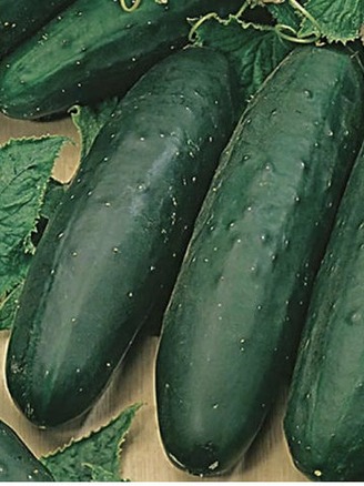 alte Bio-Gurkensorten [samenfest] ️️ Gurkensamen kaufen ab 3,49