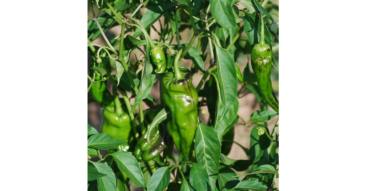 Chili "Padrón" ️ traditionelle Sorte aus Spanien