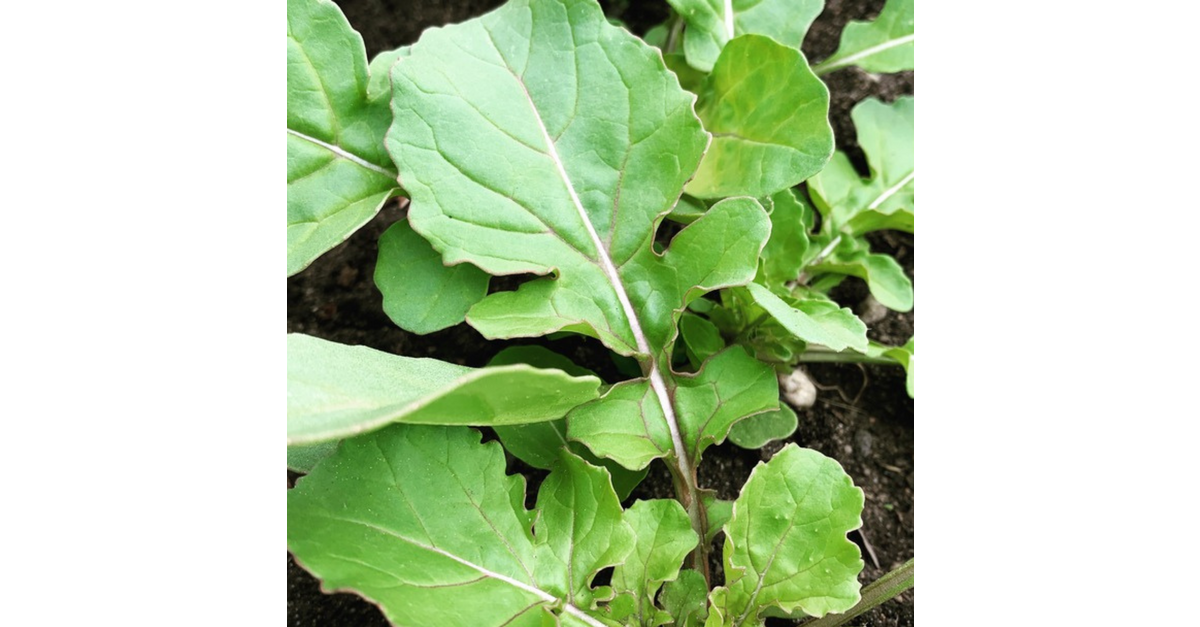 Salatrauke "Rucola" ️️ BIO-Sorte [samenfest]