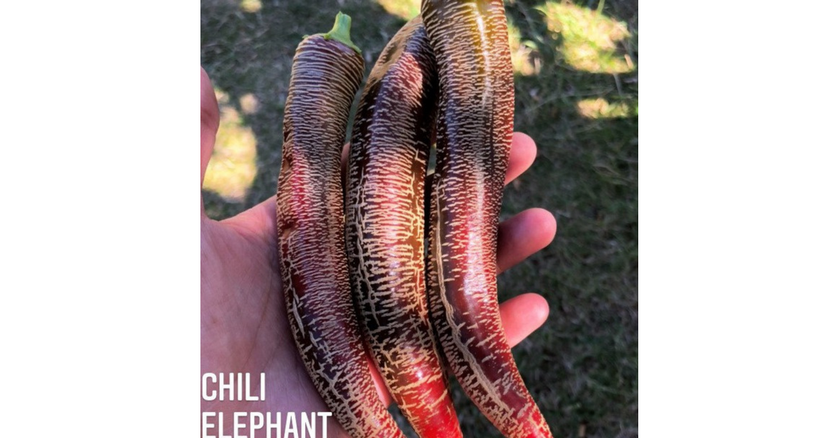 BIO Chili Samen "Elefant" (samenfest) ️️ 3,69
